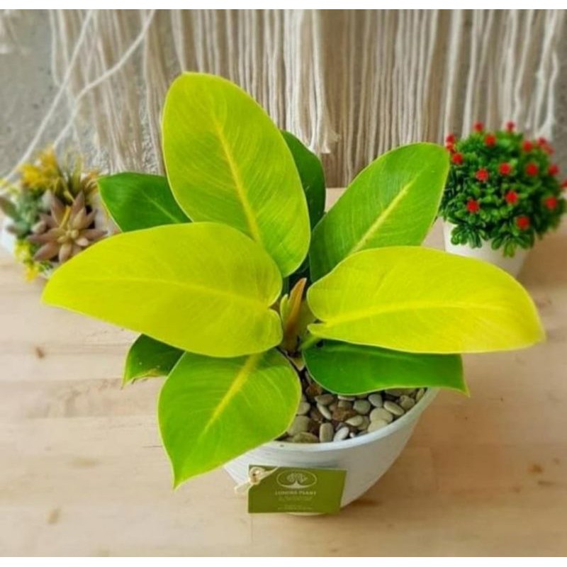 Jual Philodendron / philo 'Moonlight' - Tanaman Hias | Shopee Indonesia