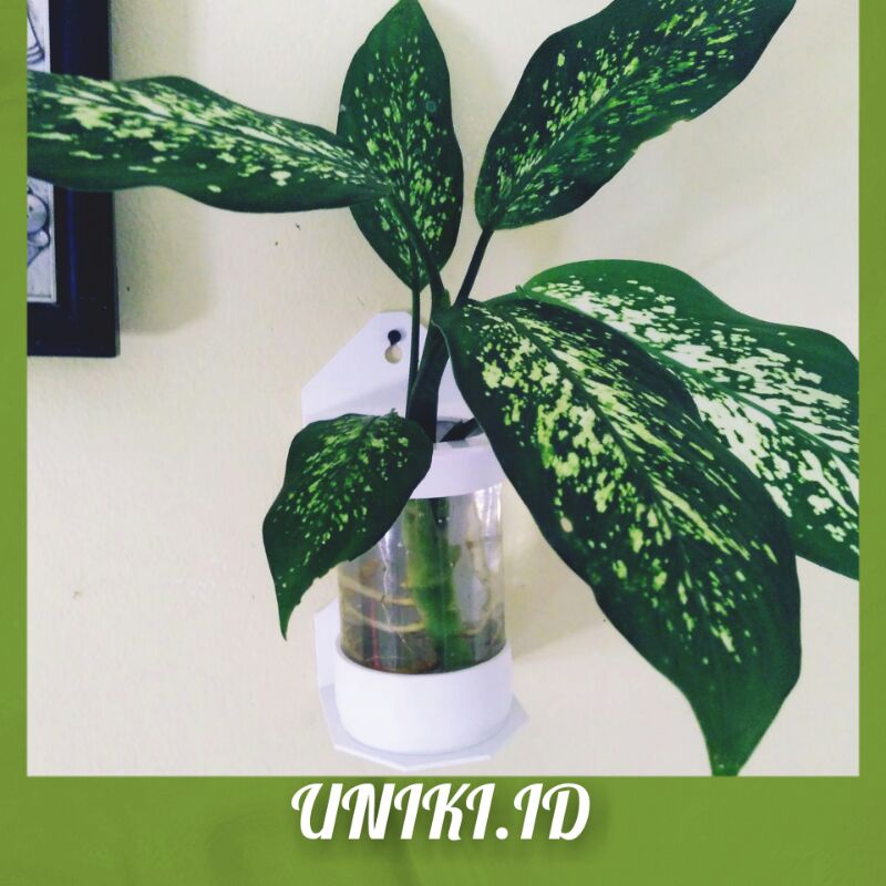 Jual Pot dinding tempel tembok unik murah bunga hidroponik tanaman air ...