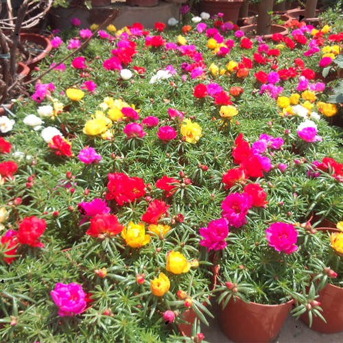 Jual 100 Biji Benih Bunga Krokot Moss Rose Mixed Portulaca seeds biji ...