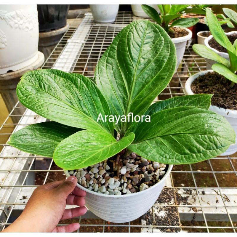 Jual Anthurium Jemani | Shopee Indonesia