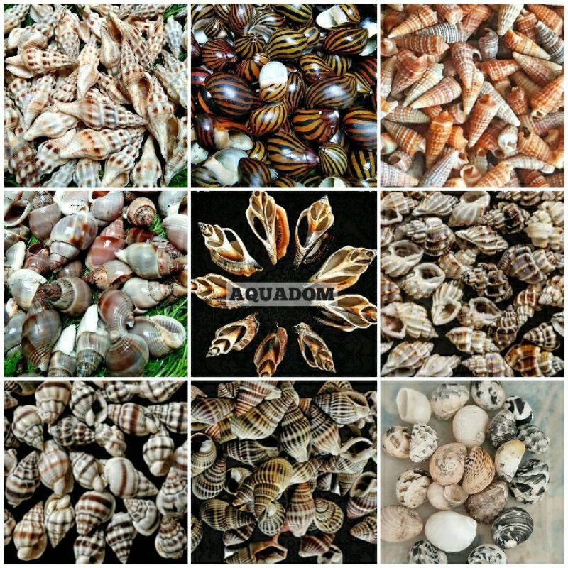 Jual CANGKANG KERANG MINI ANEKA JENIS 100 GRAM/PACK UNTUK KERAJINAN ...