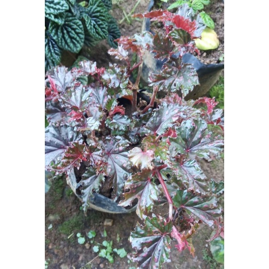 Jual Tanaman begonia spider( griphon) | Shopee Indonesia