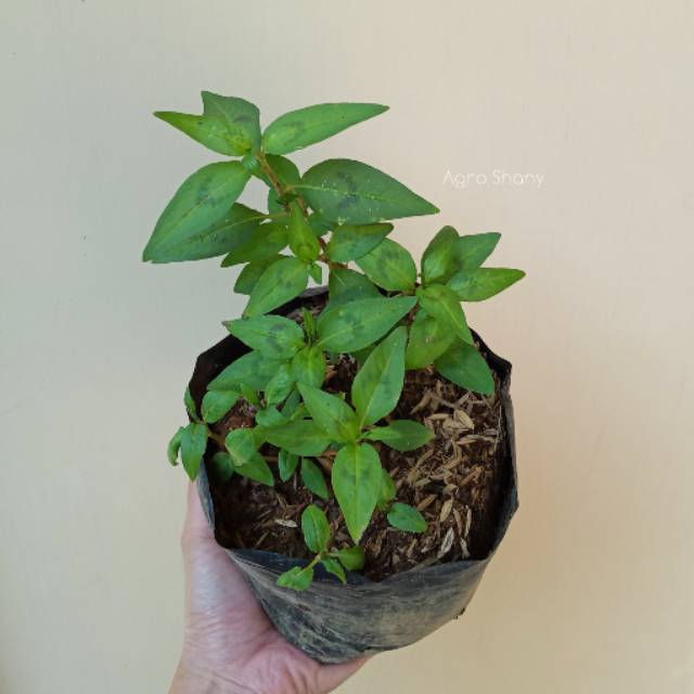 Jual Vietnam mint / daun kesum (Rimbun) | Shopee Indonesia