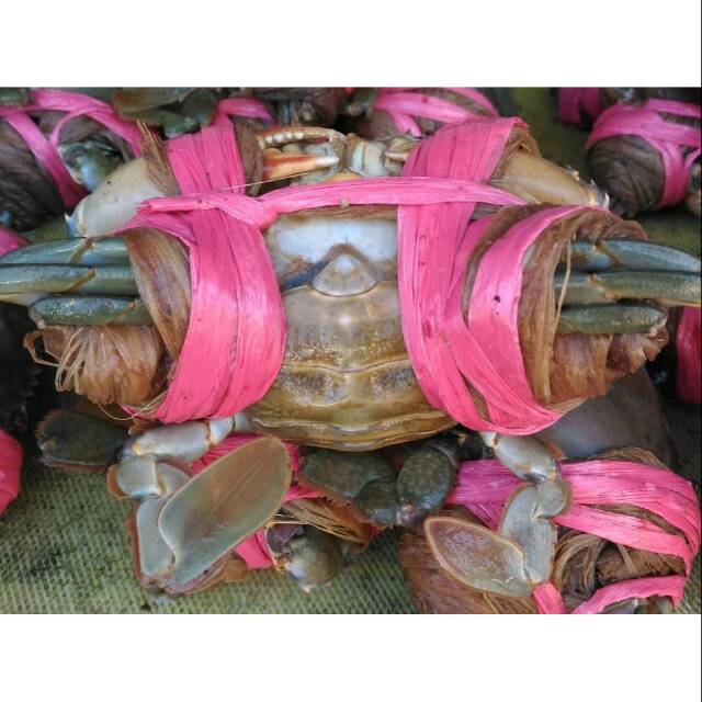 Jual Kepiting bakau betina / Telor | Shopee Indonesia