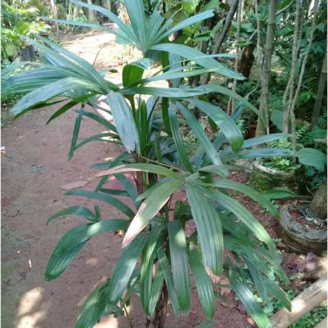 Jual Tanaman hias palem waregu | Shopee Indonesia