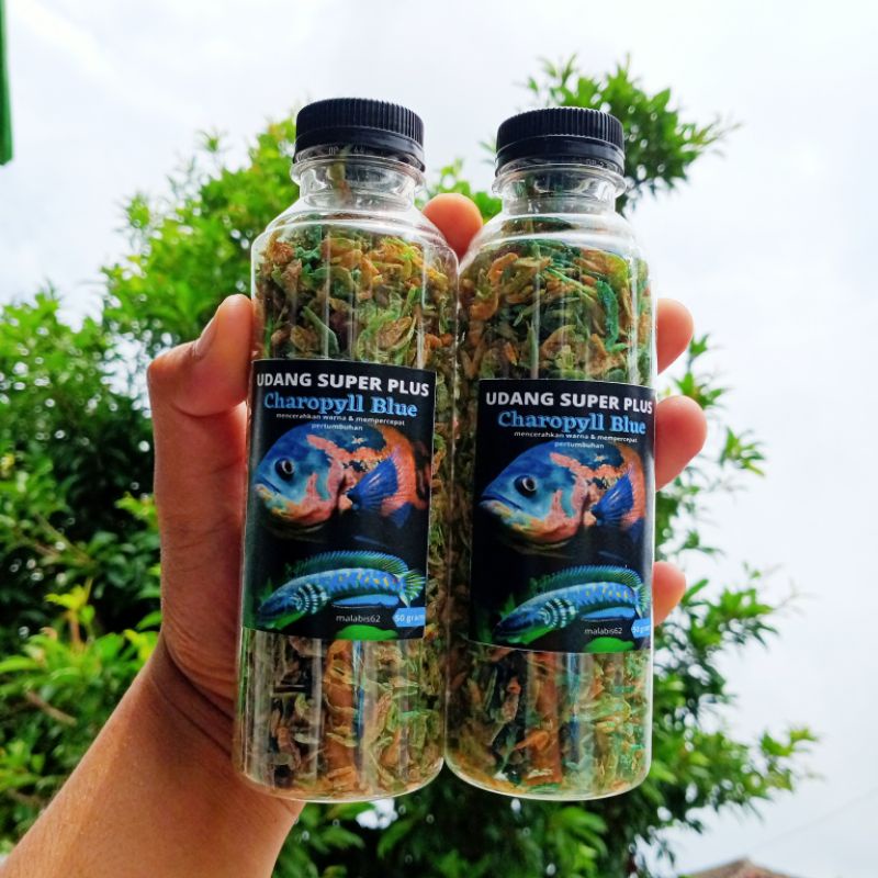 Jual Udang Super Biru Pakan Ikan Predator | Shopee Indonesia