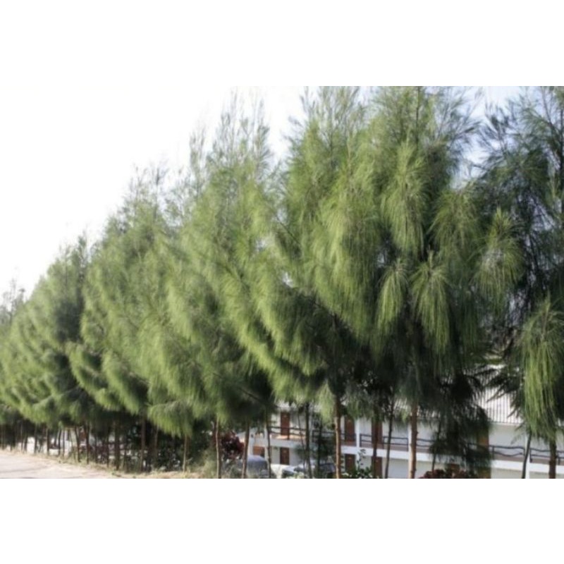 Jual Bibit Tanaman Cemara Sumatera| Cemara Balon | Cemara Angin ...