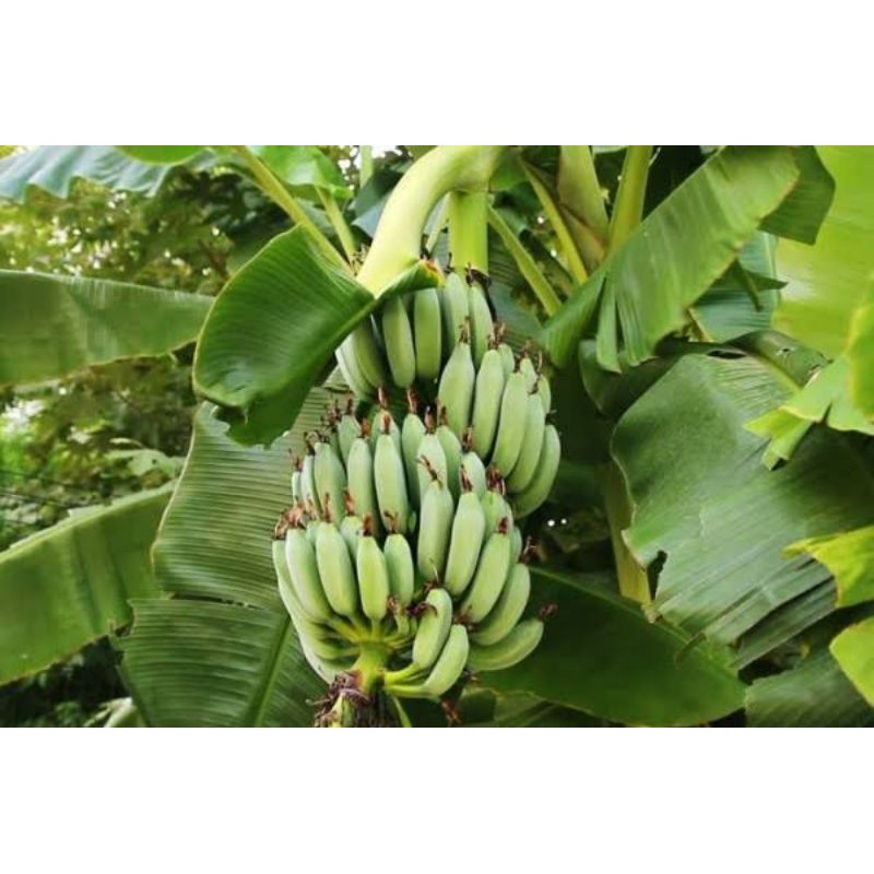 Jual pisang batu/klutuk 2 kg | Shopee Indonesia