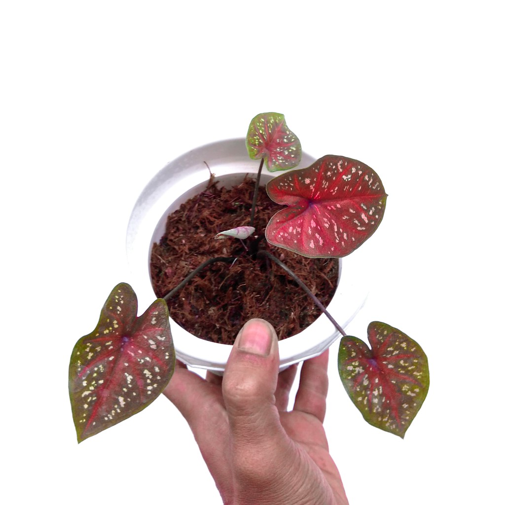 Jual Caladium Dark chocolate Remaja ( Hybrid thai )/Keladi Dark ...