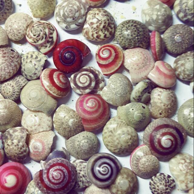 Jual Kerang super mini Keong kecil corak dan motif sangat unik (50 ...