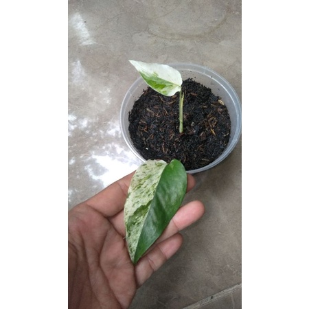 Jual Epipremnum pinatum sp gunung raung epip gandrung | Shopee Indonesia