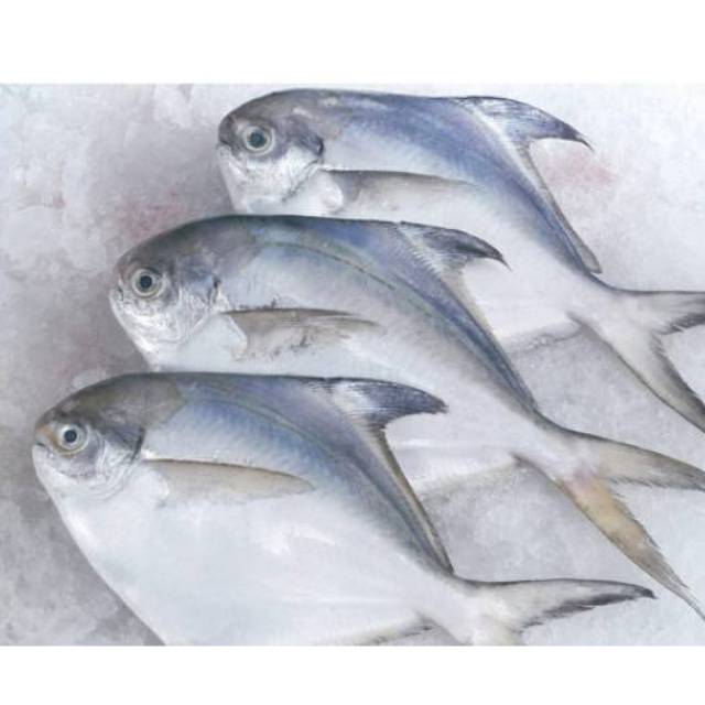 Jual IKAN DORANG PUTIH SEGAR / BAWAL PUTIH MURAH | Shopee Indonesia