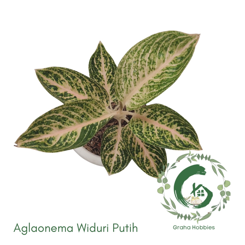 Jual Aglaonema Widuri Putih (Wiput) | Shopee Indonesia