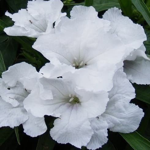 Jual KedaiBenih Stek Bibit Bunga Ruellia Putih ~ 10 Batang | Shopee ...