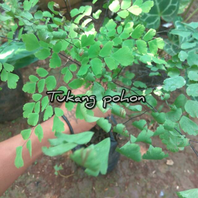 Jual Tanaman hias suplir,pohon suplir | Shopee Indonesia