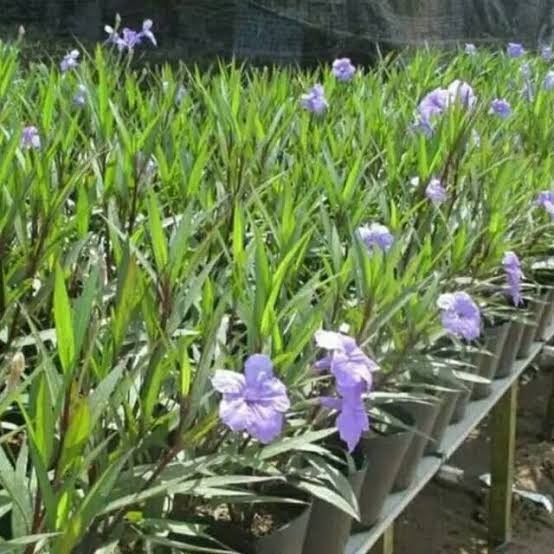 Jual Tanaman hias bibit | bunga ruellia ungu | Tanaman hias hidup ...