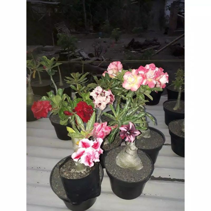 Jual Tanaman adenium bunga tumpuk size A cantik | Shopee Indonesia