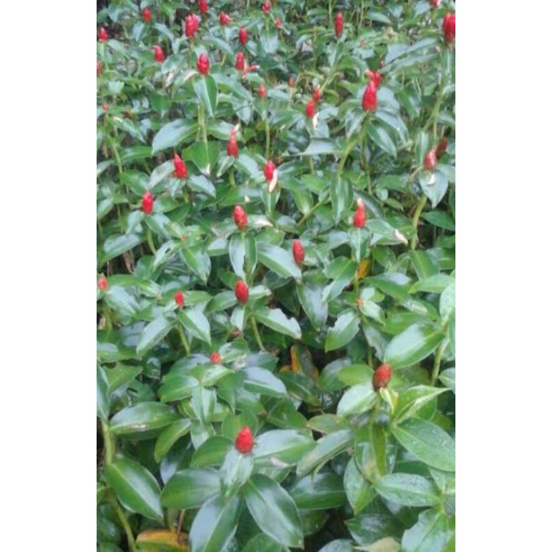 Jual pohon pacing pentol | Shopee Indonesia