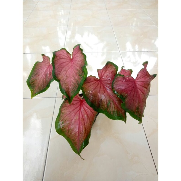 Jual Caladium/Keladi Sweet Heart | Shopee Indonesia