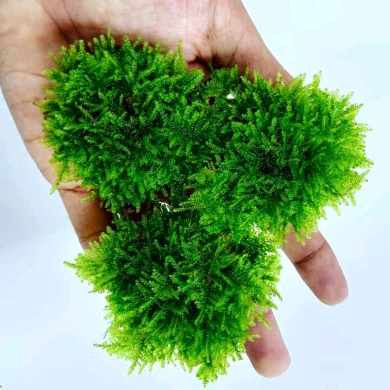 Jual mini Christmas mos aquascape media wabikusa | Shopee Indonesia