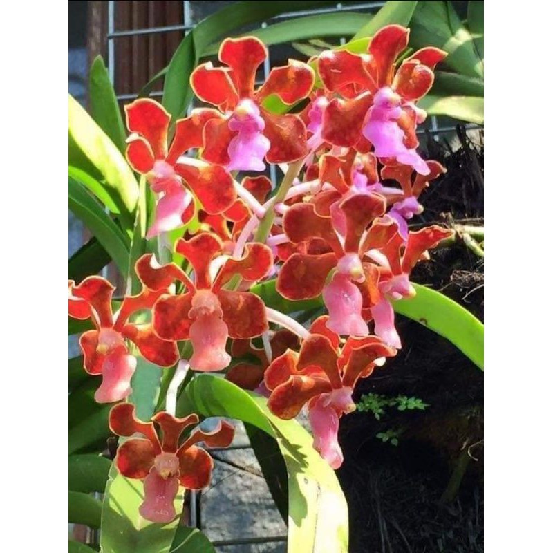 Jual anggrek vanda perplexa uk dewasa | Shopee Indonesia