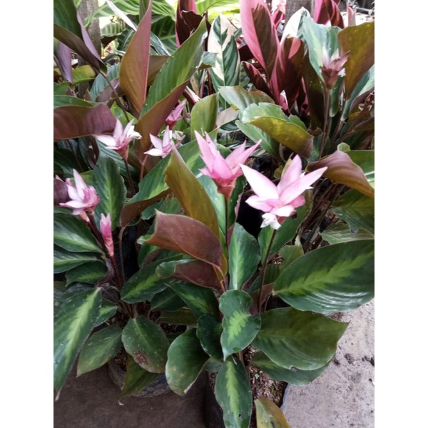 Jual calathea bintang bunga pink | Shopee Indonesia
