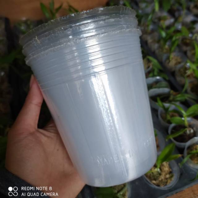 Jual Pot Anggrek Dewasa (Eceran) | Shopee Indonesia