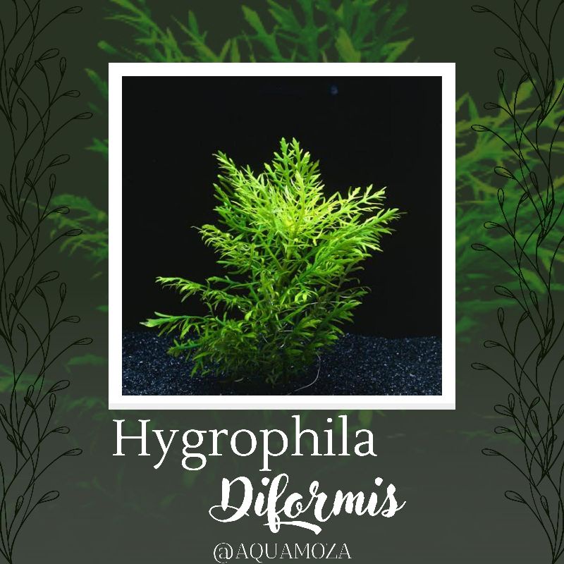 Jual Hygrophila Difformis ( Tanaman Aquascape Tanpa Co2 ) | Shopee ...