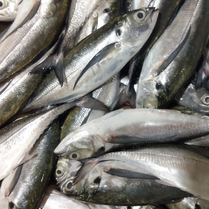 Jual Ikan Tengkek 1 kg frozen | Shopee Indonesia