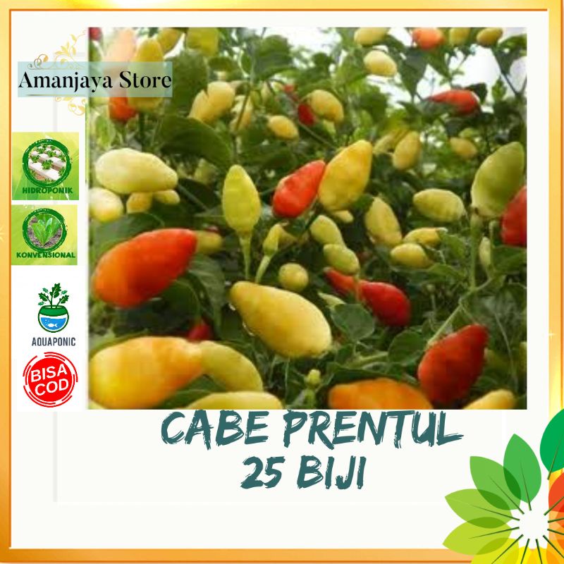 Jual CABE RAWIT PRENTUL cabe rawit domba cabe rawit setan isi 25 biji ...