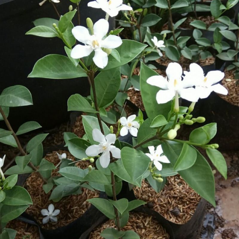 Jual Tanaman Hias Melati Jasmine Bunga Putih / Tanaman Hias Hidup ...