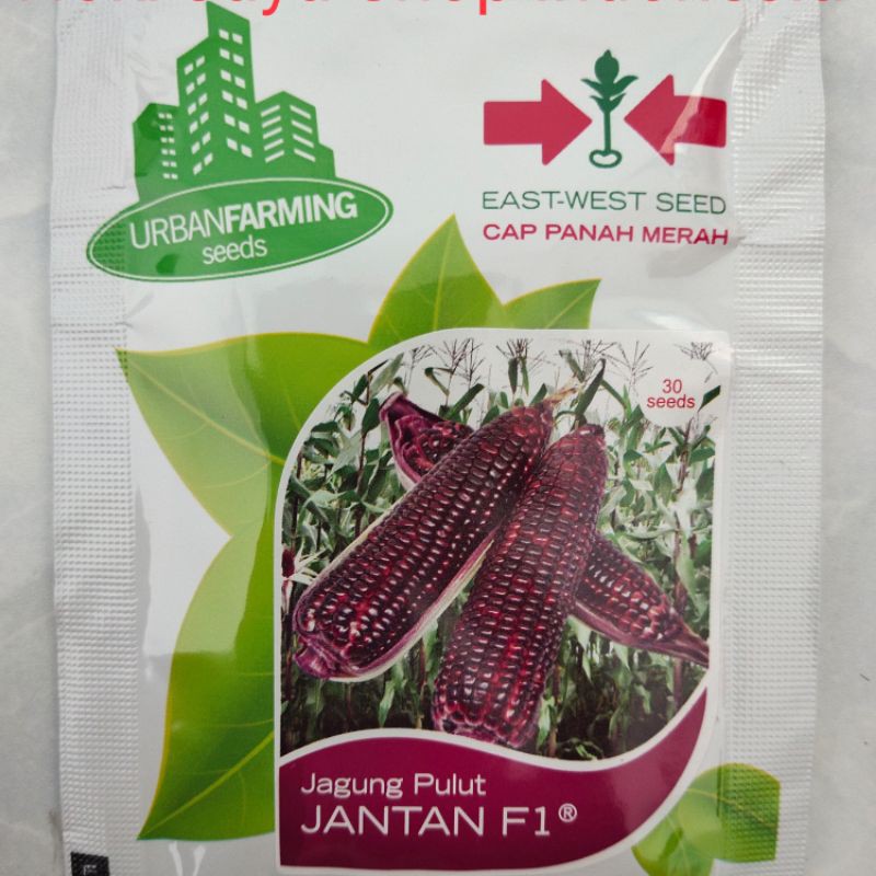 Jual Benih Jagung Pulut Jantan F1 Panah Merah 30 Seed | Shopee Indonesia