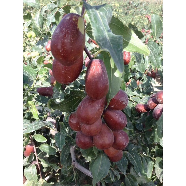 Jual Victory Seed Buah Kurma Merah Angco (Isi 10 Gram) | Shopee Indonesia