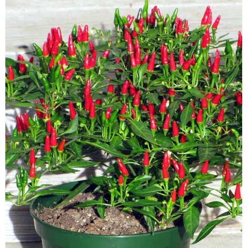 Jual Seed Entrepreneur Bibit Benih Cabe Rawit - 50 Butir | Shopee Indonesia Jual Seed Entrepreneur Bibit Benih Cabe Rawit - 50 Butir | Shopee Indonesia
