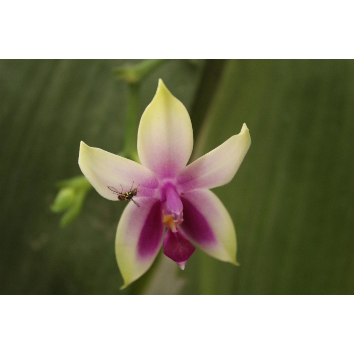 Jual PHALAENOPSIS BELLINA (REMAJA) | Shopee Indonesia Jual PHALAENOPSIS BELLINA (REMAJA) | Shopee Indonesia