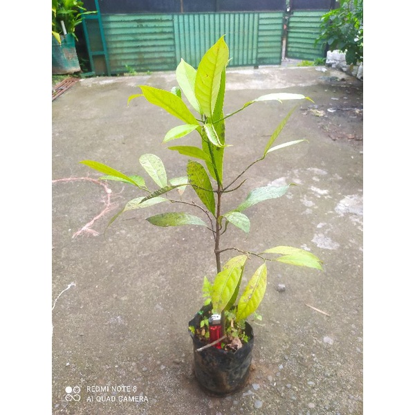 Jual bibit pala super siap tanam | Shopee Indonesia
