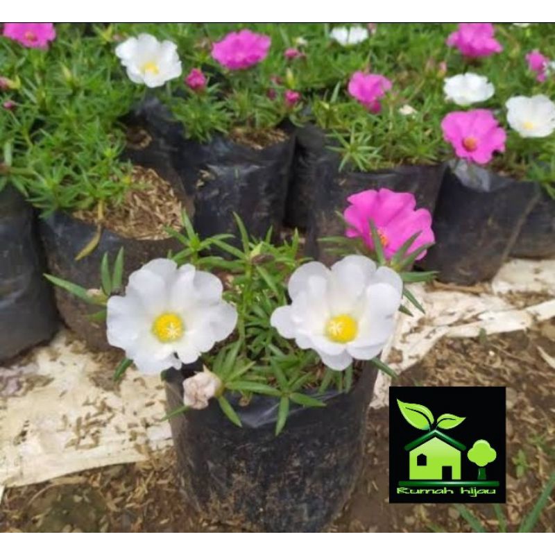 Jual Tanaman hias portulaca grandiflora bunga varian warna | Shopee ...