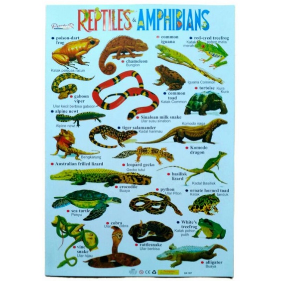 Jual POSTER ANAK EDUKASI REPTILES AMPHIBIANS | Shopee Indonesia