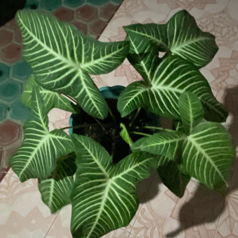 Jual Caladium Lindeni / Keladi Zebra | Shopee Indonesia