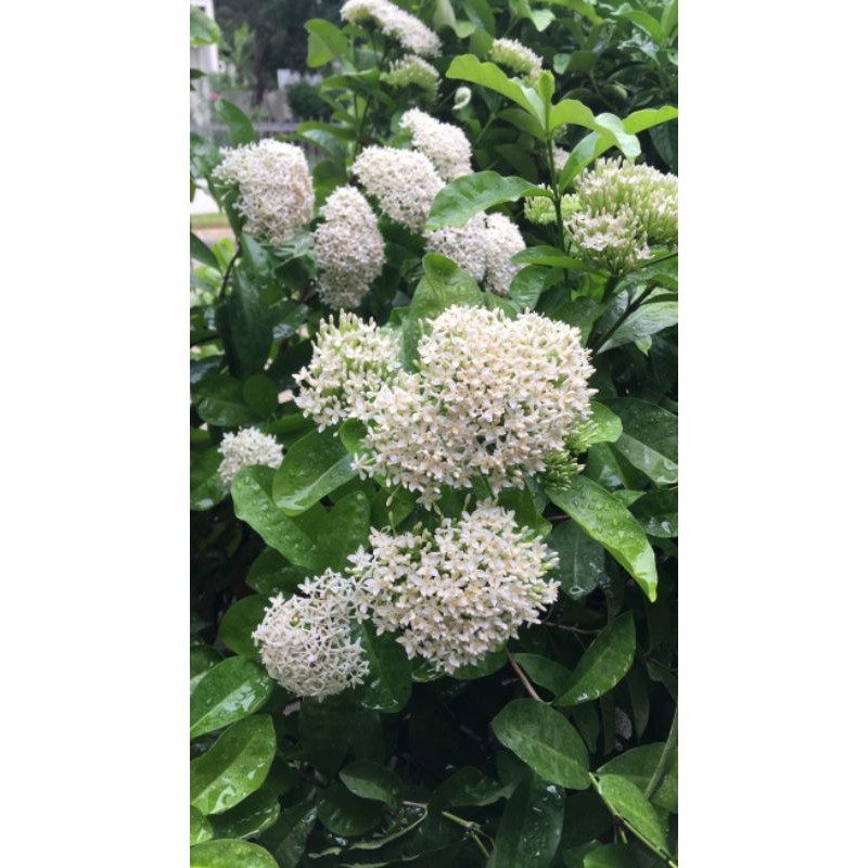 Jual Tanaman hias bunga asoka putih ( dwarf ixora white ) | Shopee ...