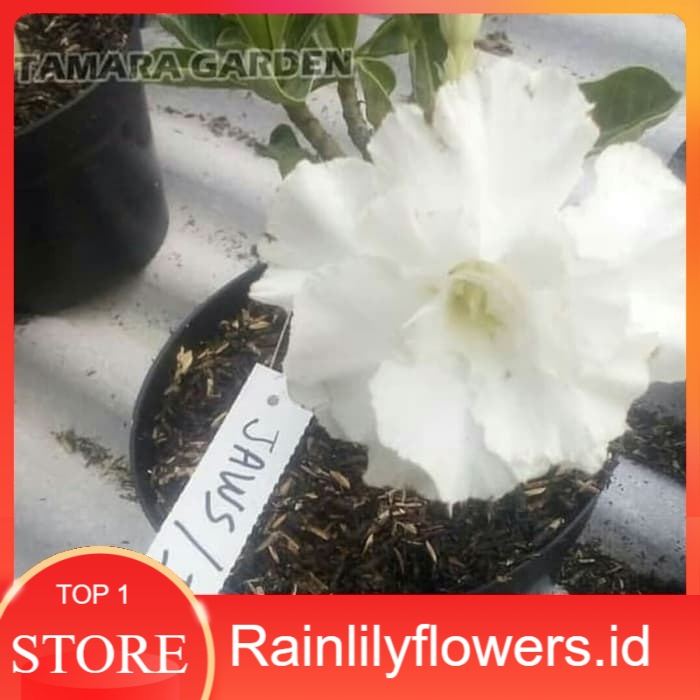 Jual Bibit Bunga Kamboja Adenium Jaws (RAINLILYFLOWERS.ID) | Shopee ...