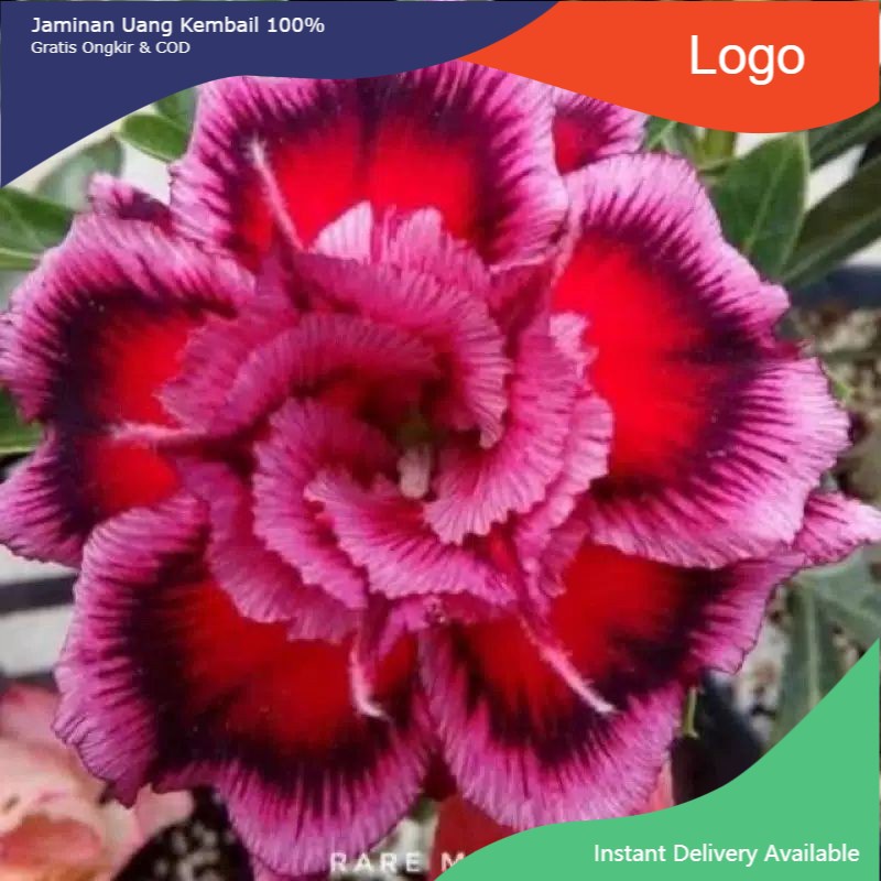 Jual Bibitt bunga kamboja/adenium rare mixed | Shopee Indonesia