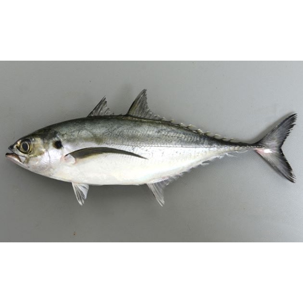 Jual Ikan Tengkek Segar 1kg | kg | Shopee Indonesia