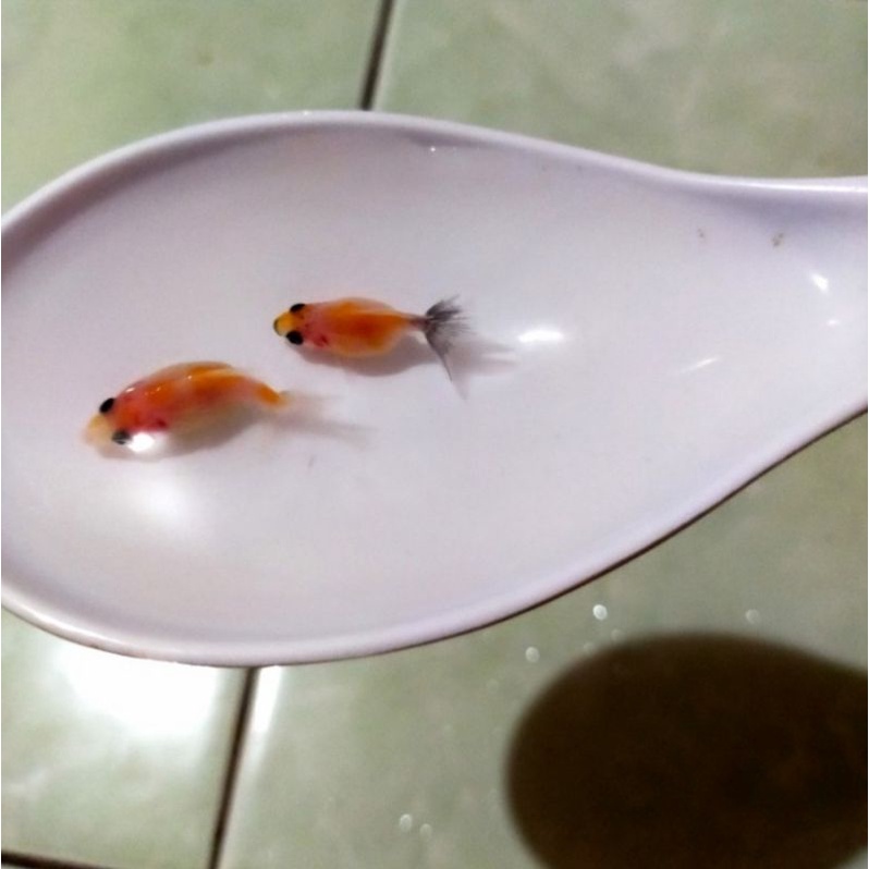 Jual ikan hias mas koki mutiara tikus | Shopee Indonesia