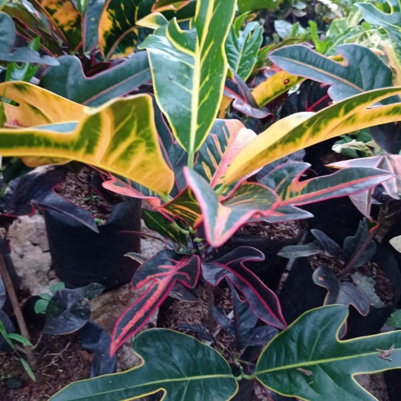 Jual pohon Puring jet panca warna | Shopee Indonesia