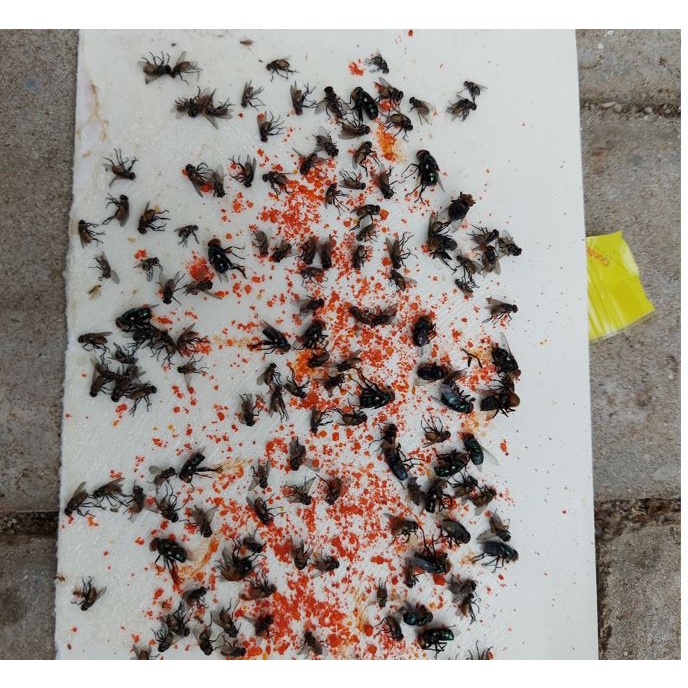 Jual PROMO! LEM LALAT LEM LALAT KERTAS LEM LALAT BUAH LEM LALAT STICK ...