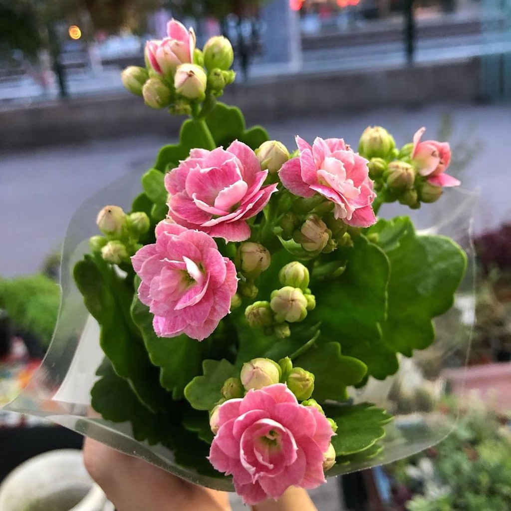Jual Tanaman hias Cocor bebek bunga pink (kalanchoe blossfeldiana pink ...