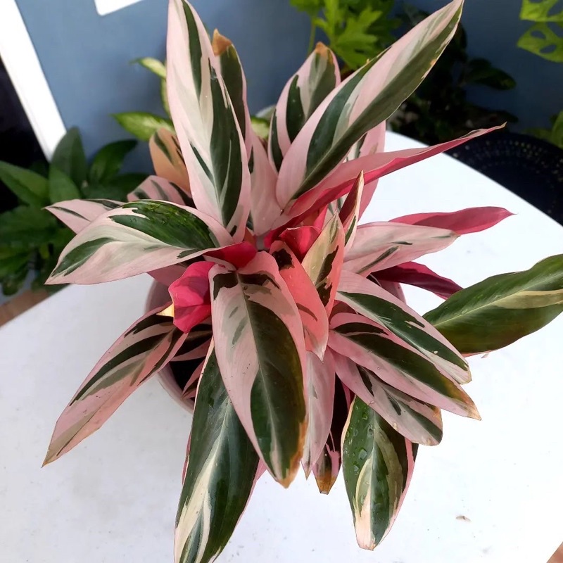 Jual Tanaman Hias Meranti Bali - Meranti Three Colour- Tanaman Indoor ...