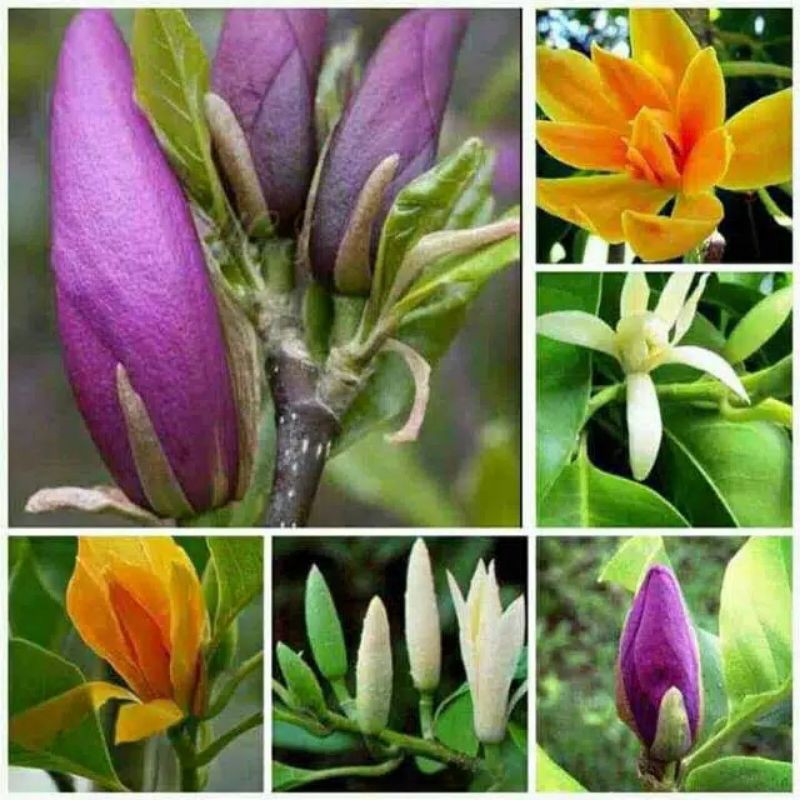 Jual Bunga Cempaka / bunga kanthil | Shopee Indonesia