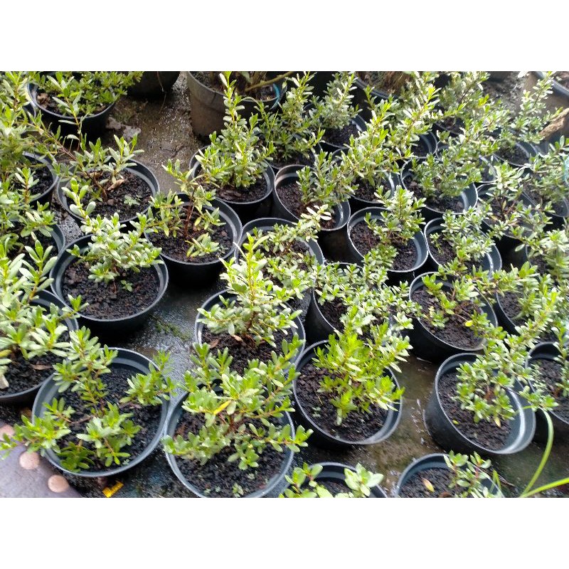 Jual SANTIGI MAWAR SUPER | Shopee Indonesia